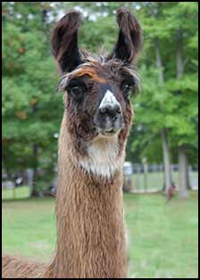 Star Llama Company_For Sale